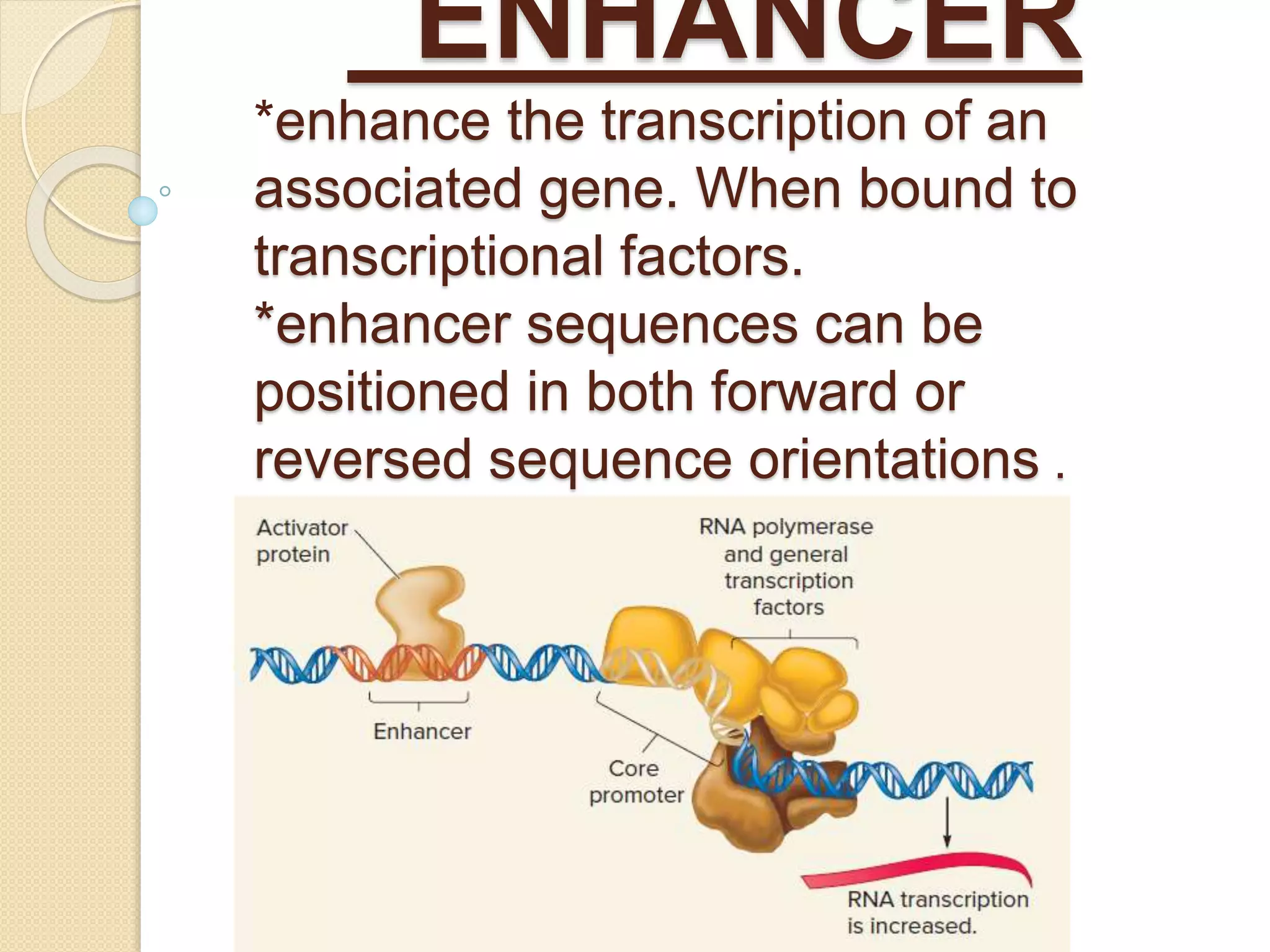 EUKARYOTIC GENE STRUCTURE | PPTX