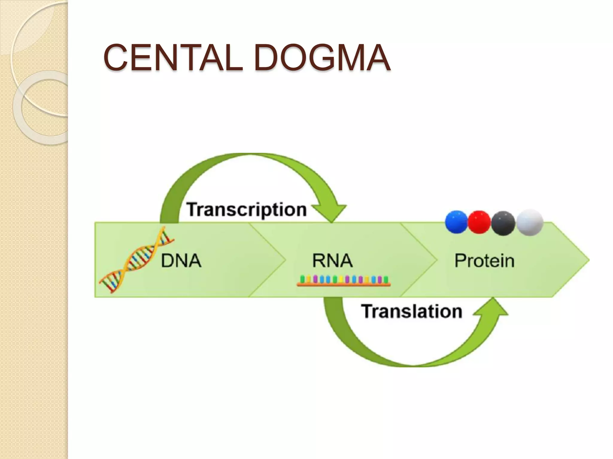 EUKARYOTIC GENE STRUCTURE | PPTX