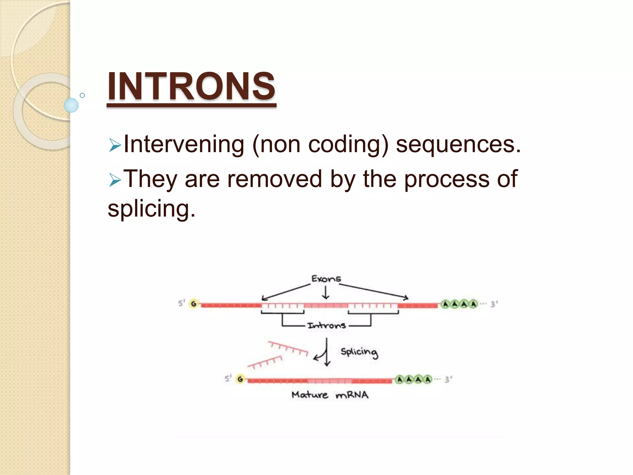 EUKARYOTIC GENE STRUCTURE | PPTX