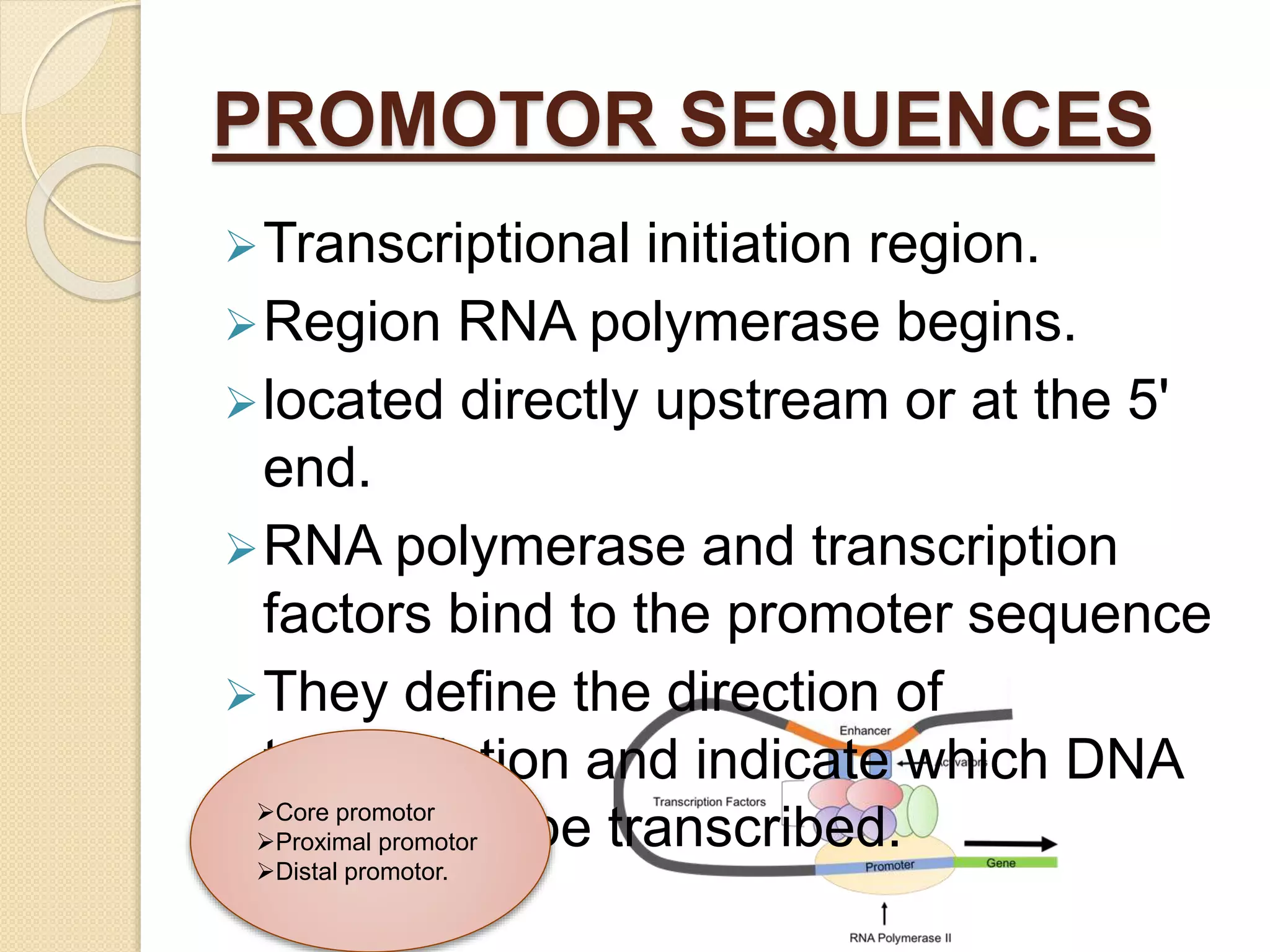 EUKARYOTIC GENE STRUCTURE | PPTX