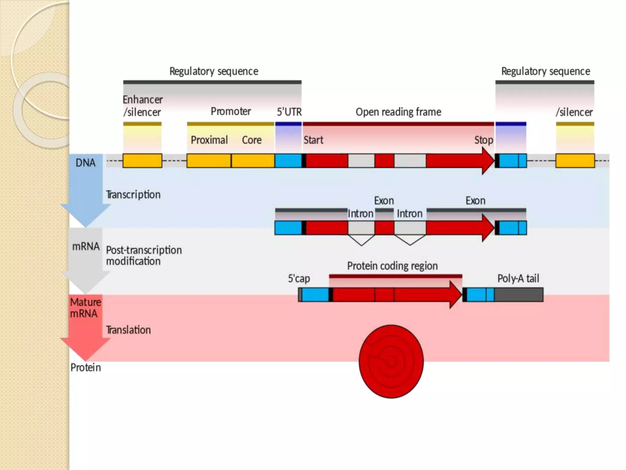 EUKARYOTIC GENE STRUCTURE | PPTX