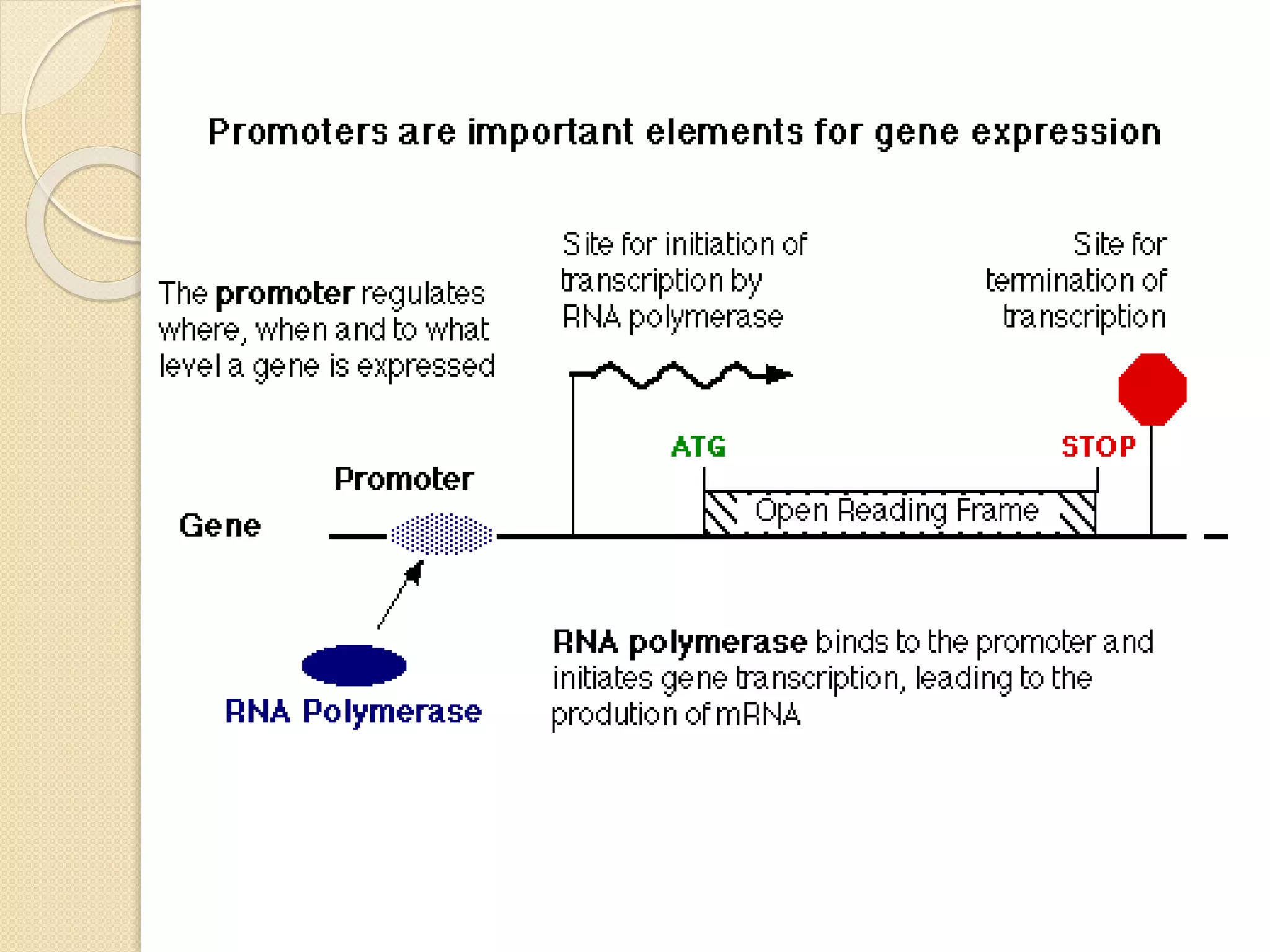 EUKARYOTIC GENE STRUCTURE | PPTX