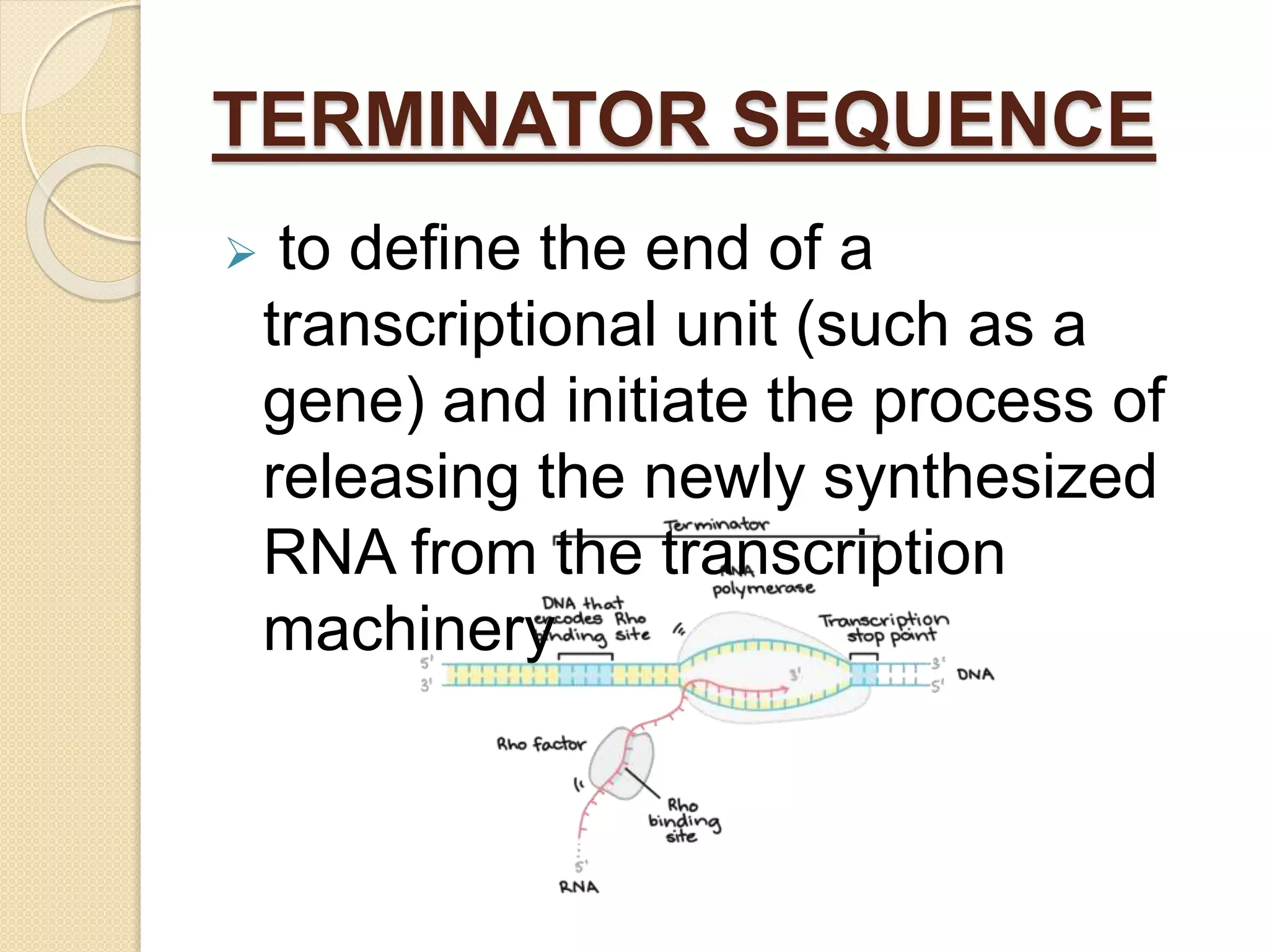 EUKARYOTIC GENE STRUCTURE | PPTX
