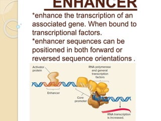 EUKARYOTIC GENE STRUCTURE | PPTX