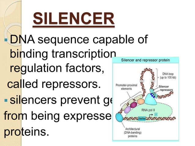 EUKARYOTIC GENE STRUCTURE | PPTX | Genetics | Science