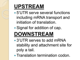 EUKARYOTIC GENE STRUCTURE | PPTX