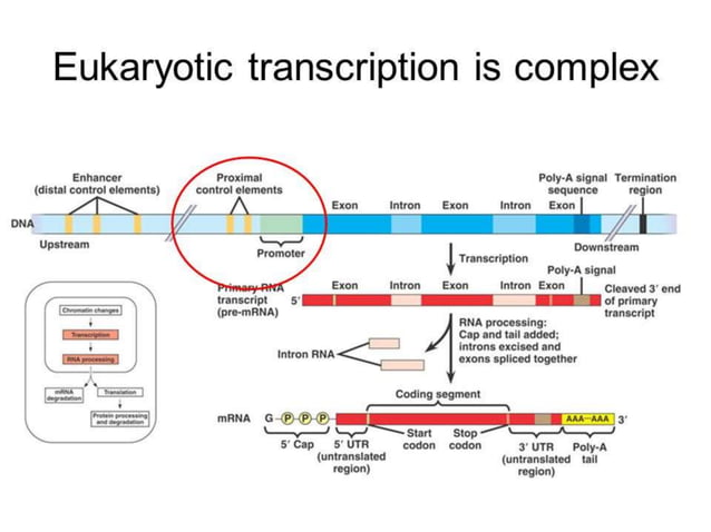 EUKARYOTIC GENE STRUCTURE | PPTX | Genetics | Science