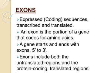 EUKARYOTIC GENE STRUCTURE | PPTX