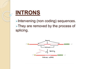 EUKARYOTIC GENE STRUCTURE | PPTX