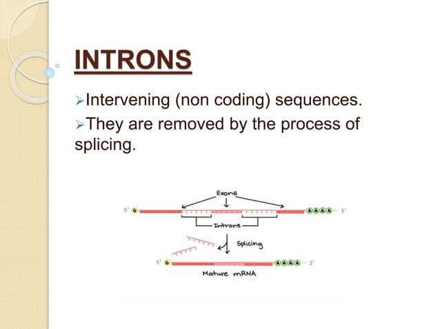 EUKARYOTIC GENE STRUCTURE | PPTX | Genetics | Science