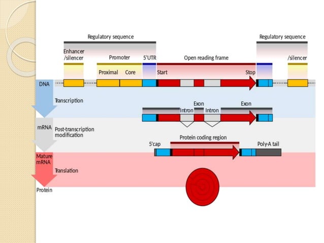 EUKARYOTIC GENE STRUCTURE | PPTX | Genetics | Science