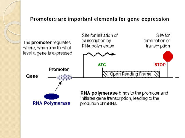 EUKARYOTIC GENE STRUCTURE | PPTX | Genetics | Science