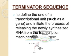 EUKARYOTIC GENE STRUCTURE | PPTX
