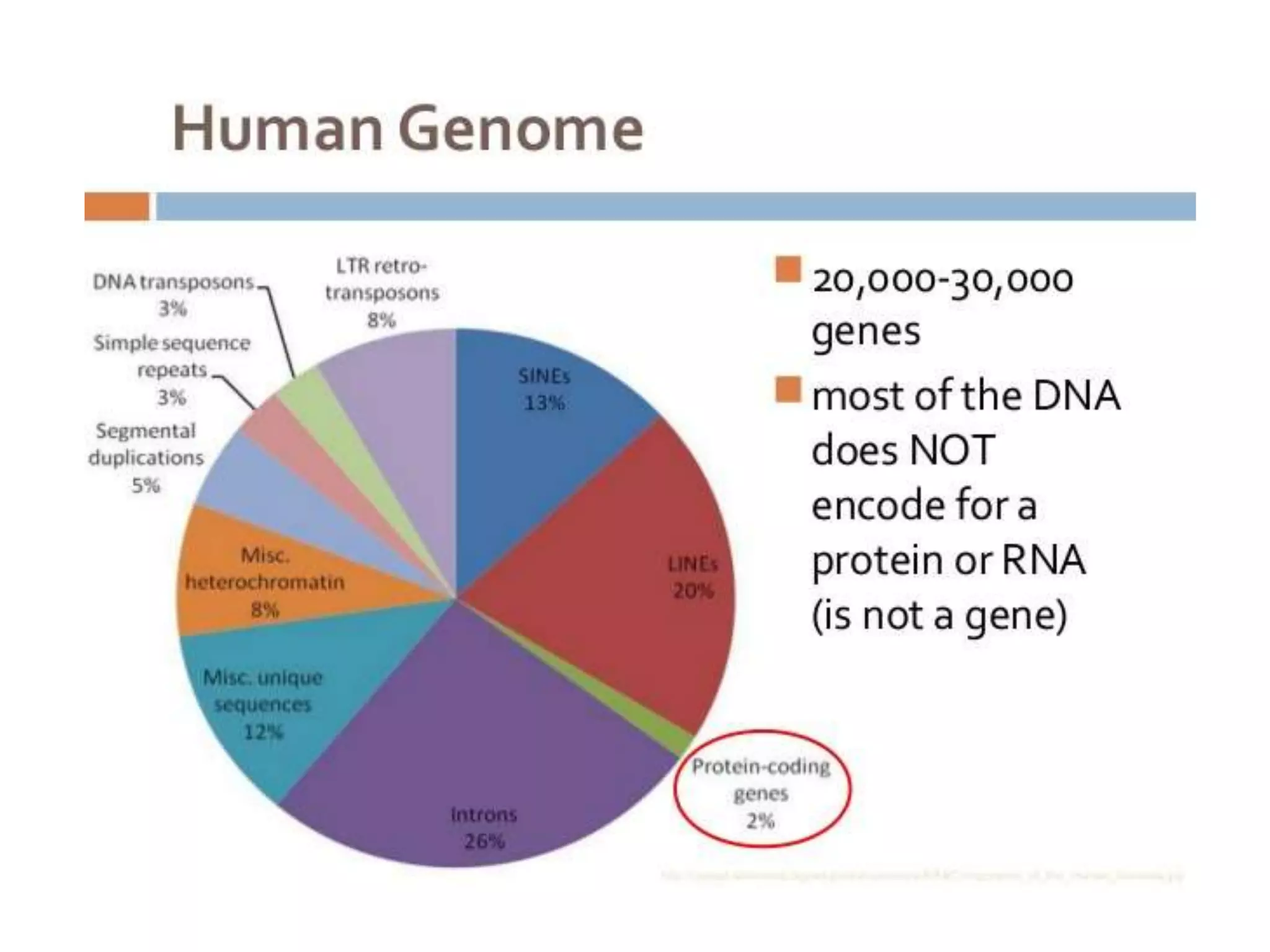 Eukaryotic genome organization | PPTX