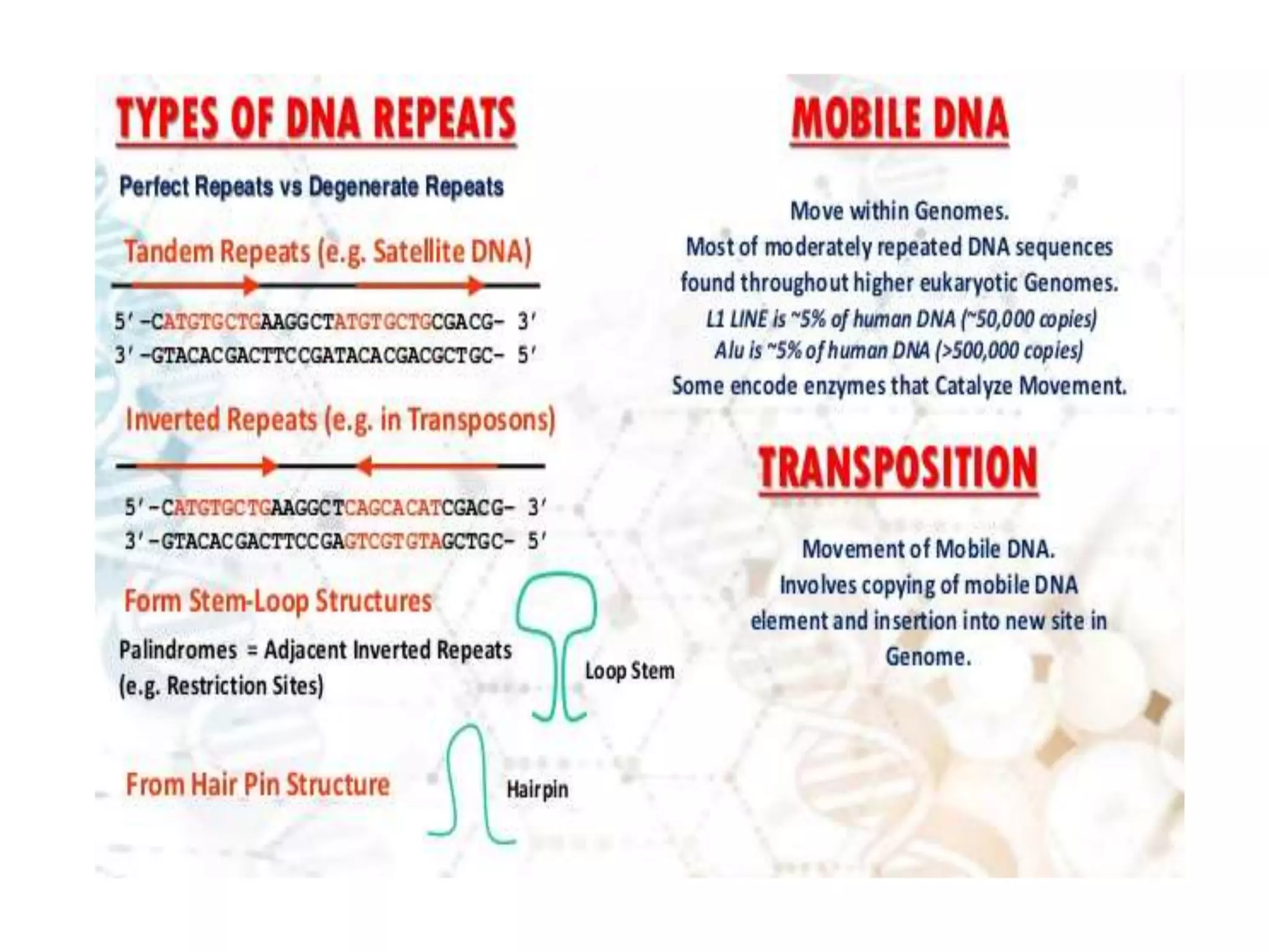 Eukaryotic genome organization | PPTX