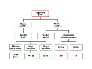 Eukaryotic genome organization | PPTX | Biological Sciences | Science