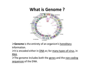 Eukaryotic genome organization | PPTX | Biological Sciences | Science