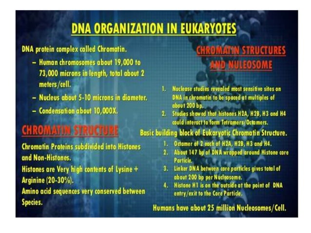 Eukaryotic genome organization | PPTX | Biological Sciences | Science