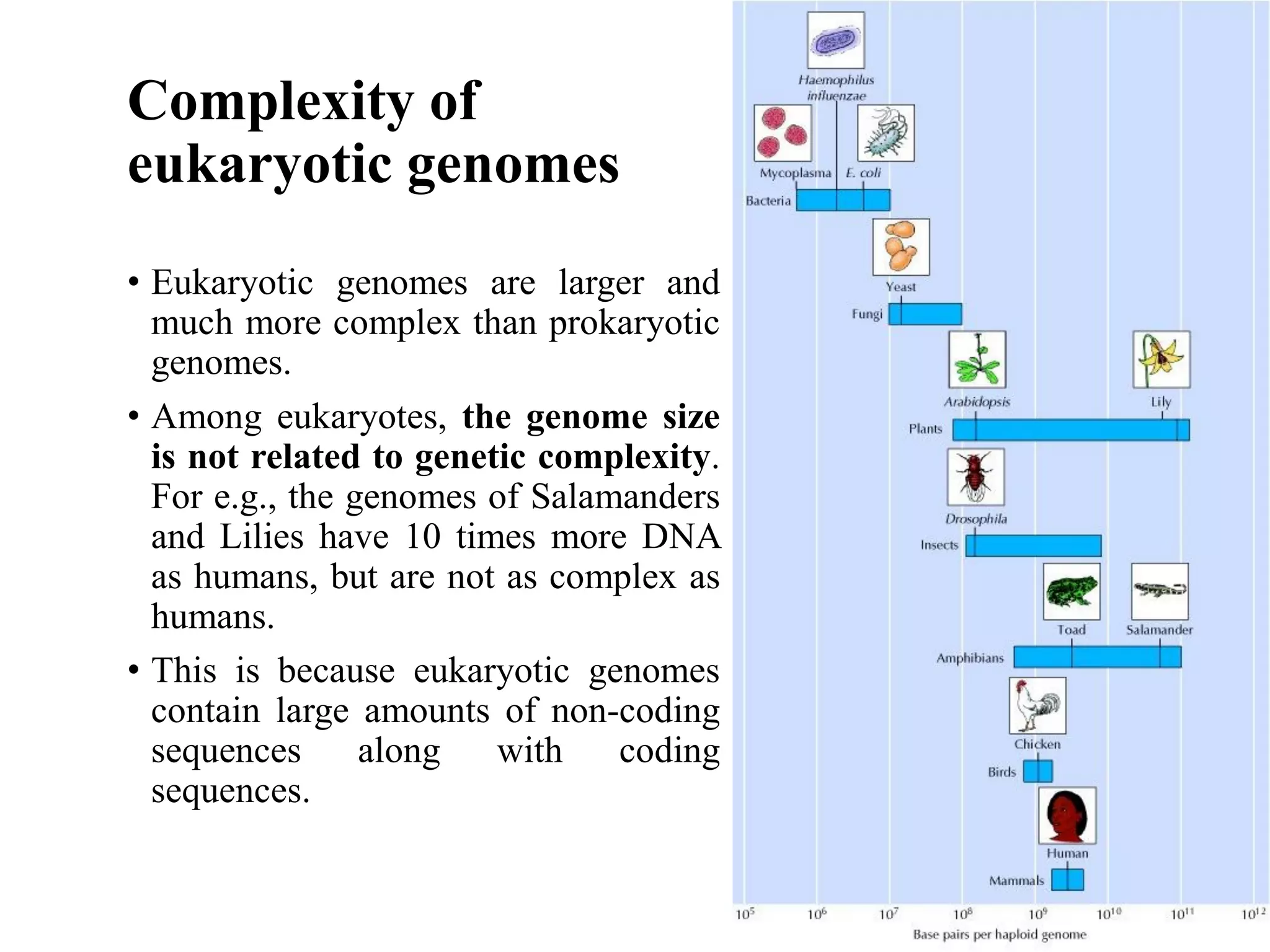 Eukaryotic Genome Organization | PDF