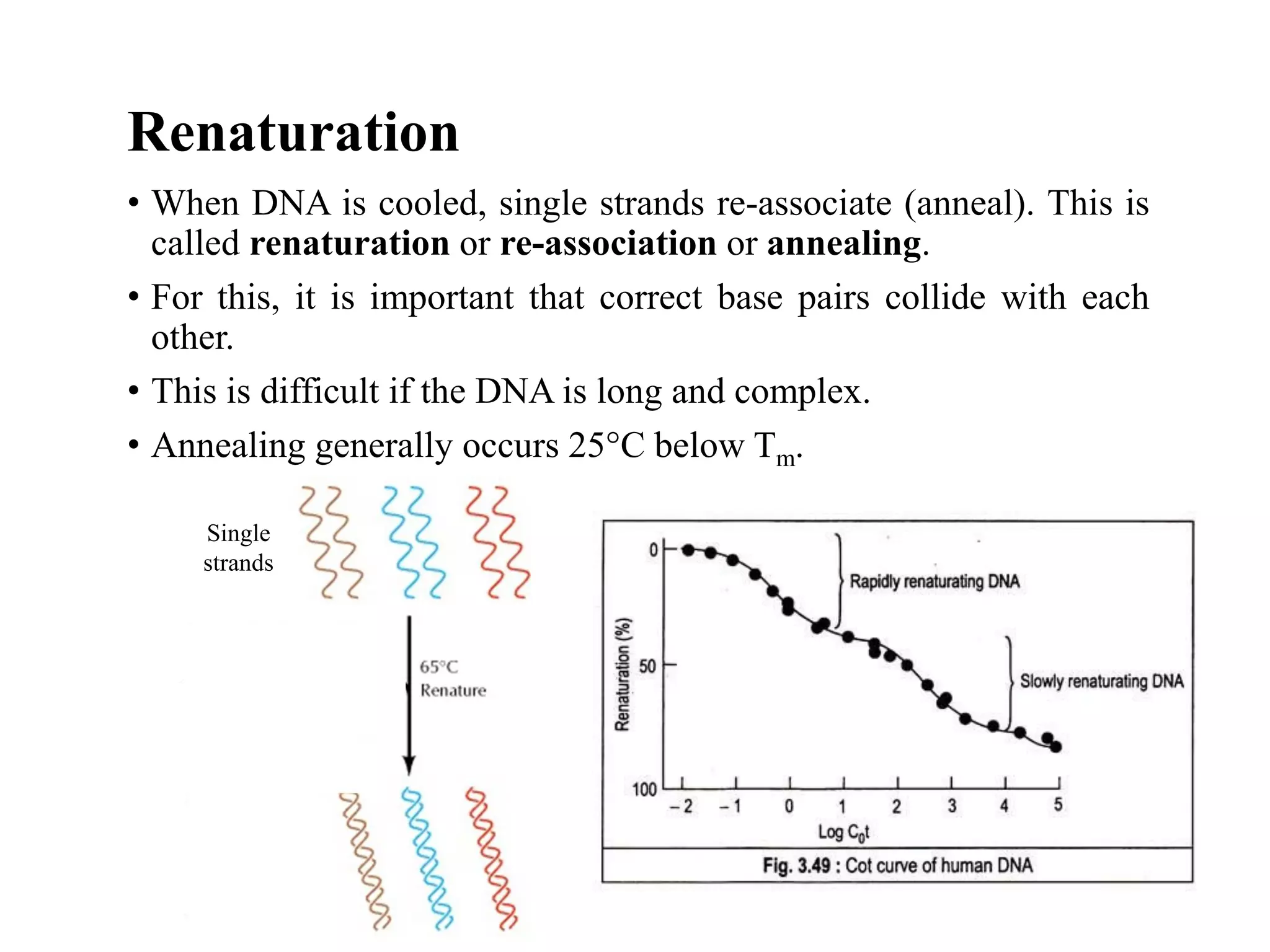 Eukaryotic Genome Organization | PDF