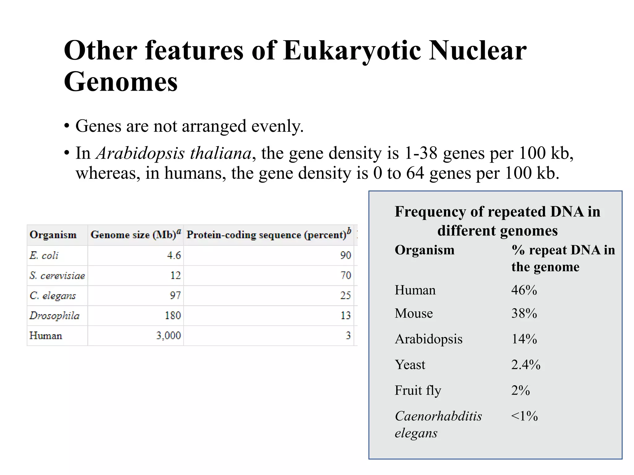 Eukaryotic Genome Organization | PDF