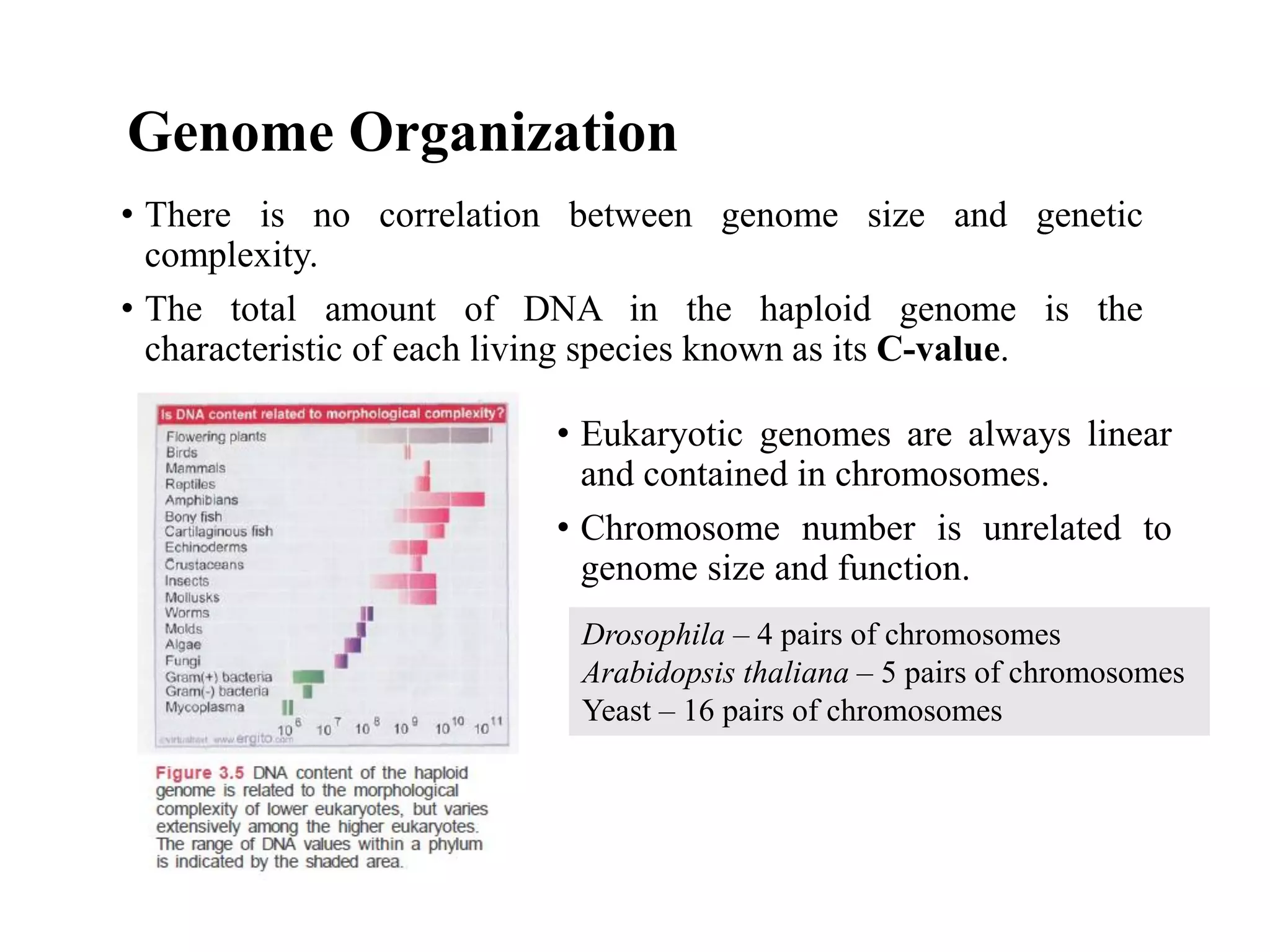 Eukaryotic Genome Organization | PDF