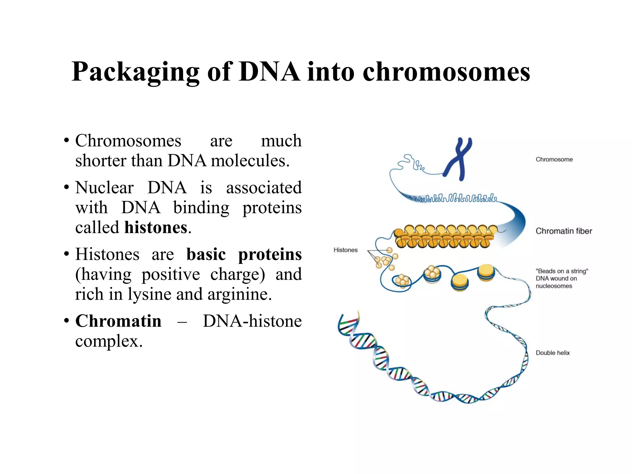 Eukaryotic Genome Organization | PDF