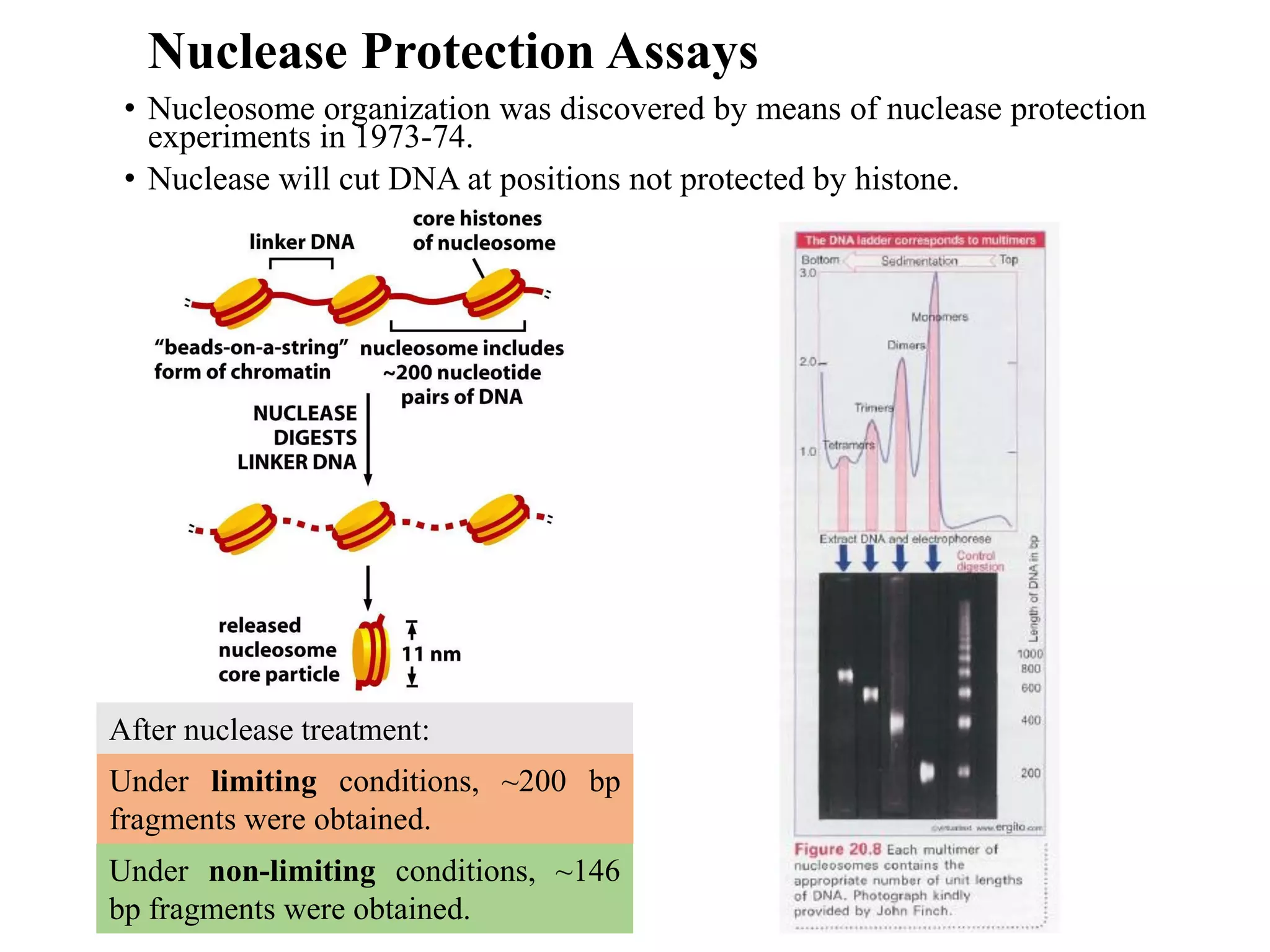Eukaryotic Genome Organization | PDF