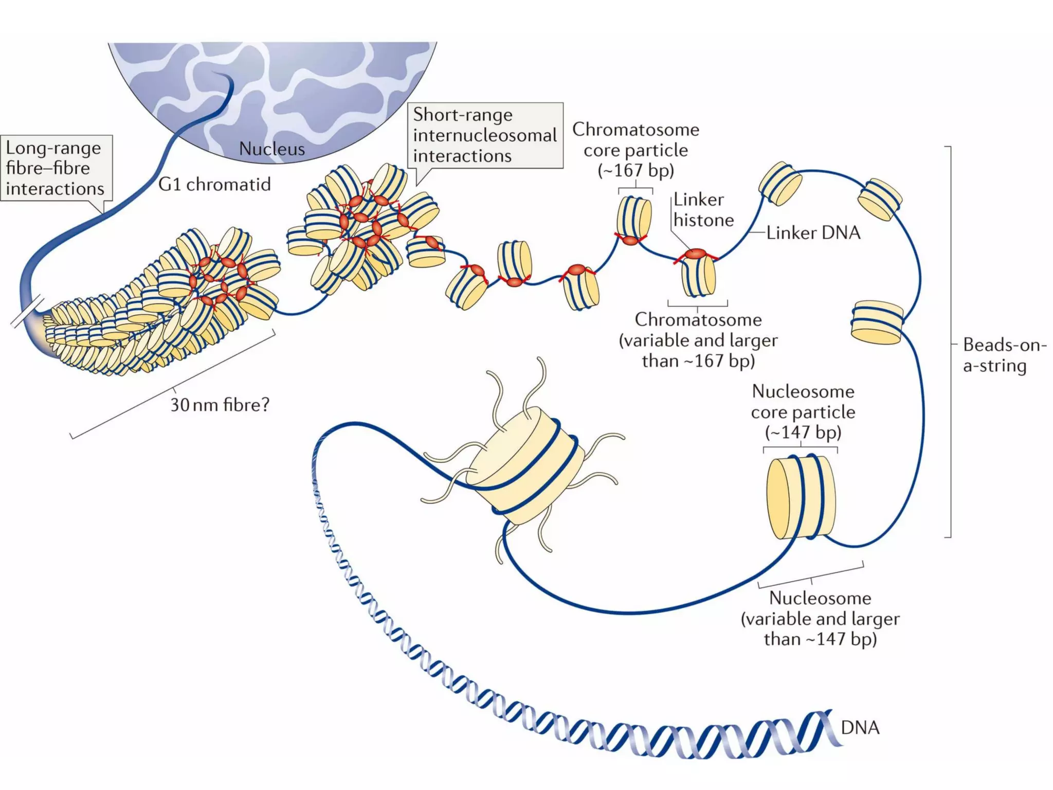 Eukaryotic Genome Organization | PDF