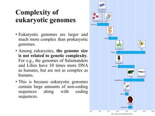 Eukaryotic Genome Organization | PDF