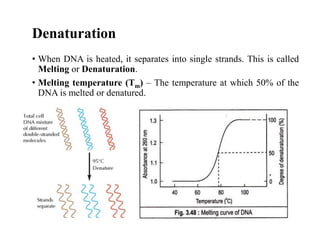 Eukaryotic Genome Organization | PDF