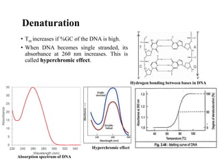 Eukaryotic Genome Organization | PDF