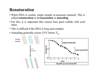 Eukaryotic Genome Organization | PDF