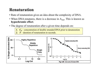 Eukaryotic Genome Organization | PDF