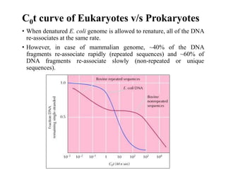Eukaryotic Genome Organization | PDF