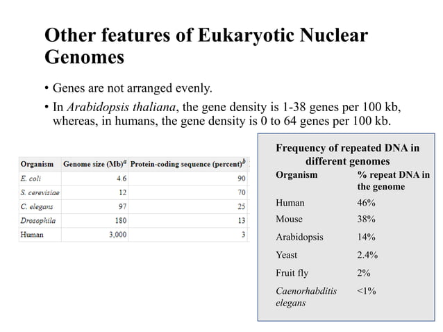 Eukaryotic Genome Organization | PDF