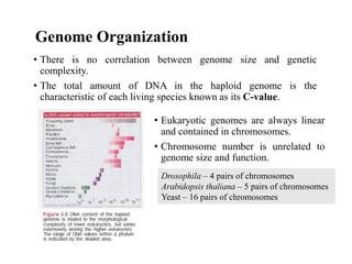 Eukaryotic Genome Organization | PDF