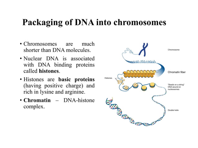 Eukaryotic Genome Organization | PDF