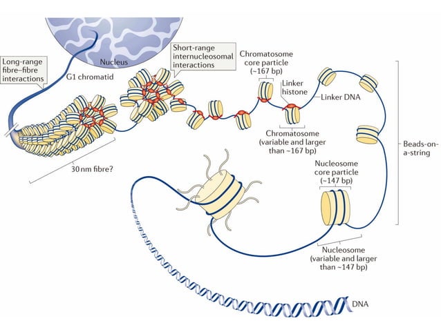 Eukaryotic Genome Organization | PDF