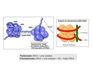 Eukaryotic Genome Organization | PDF