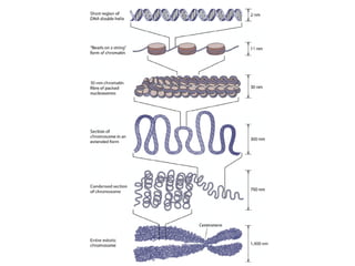 Eukaryotic Genome Organization | PDF