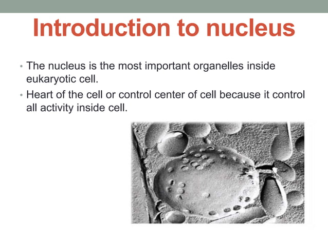 Eukaryotic nucleus | PPT