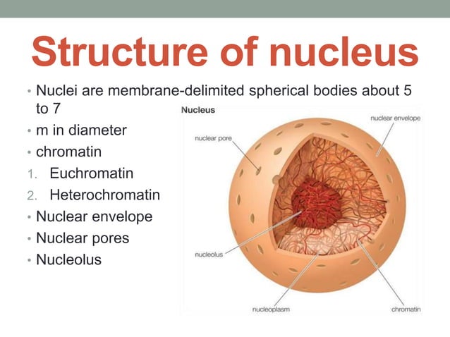 Eukaryotic nucleus | PPT