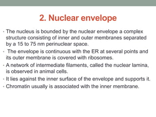 Eukaryotic nucleus | PPT