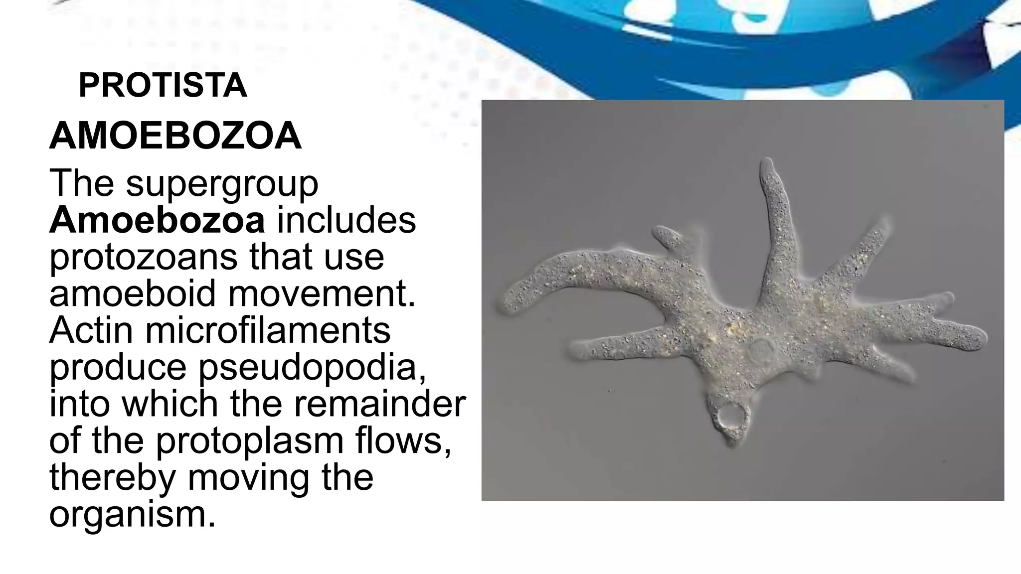 EUKARYOTIC PARASITES.pptx