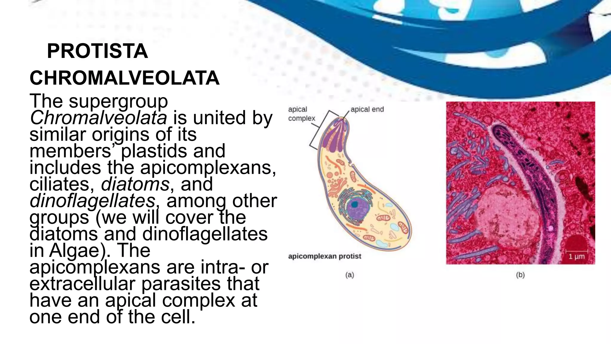 EUKARYOTIC PARASITES.pptx