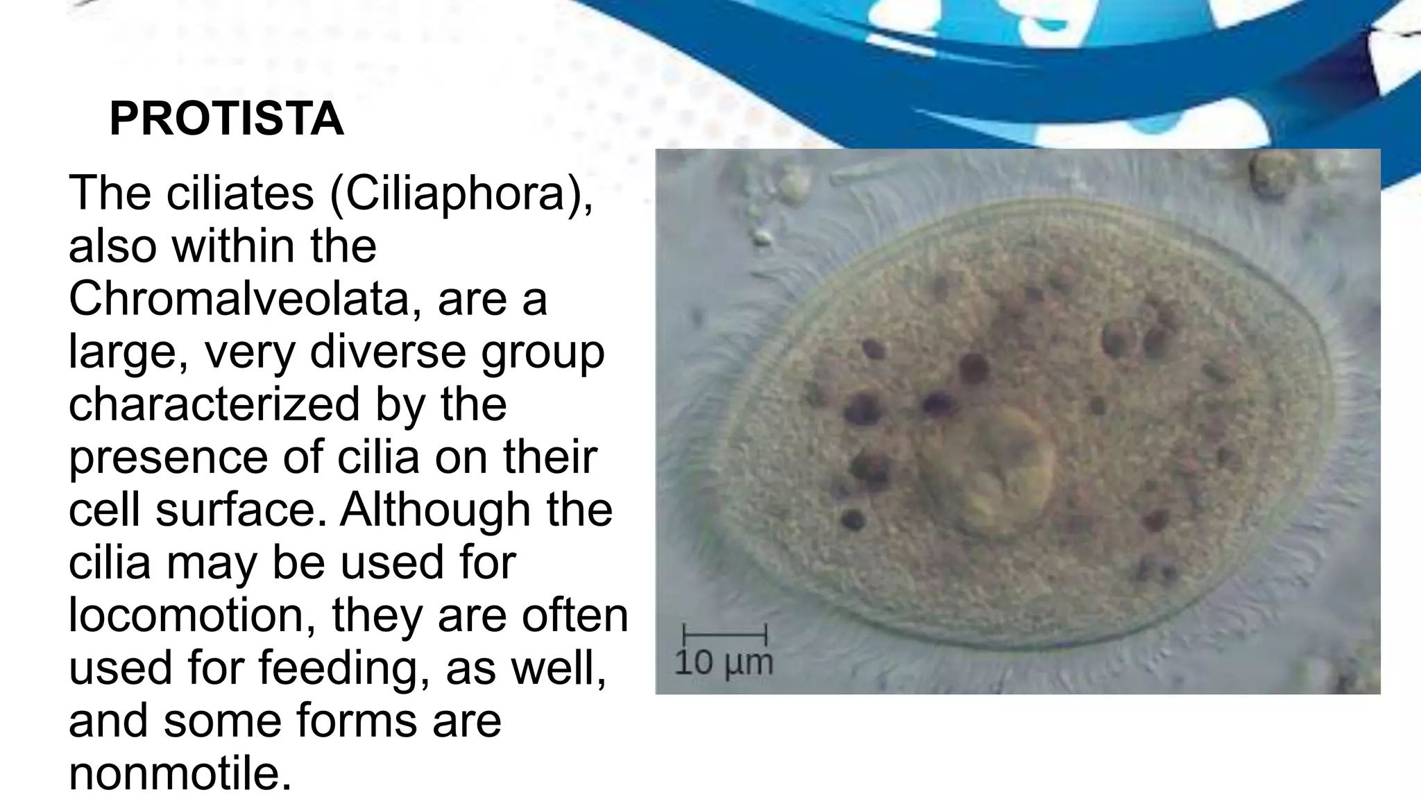 EUKARYOTIC PARASITES.pptx