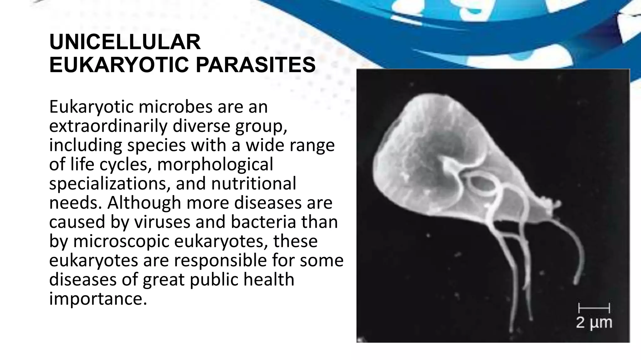 EUKARYOTIC PARASITES.pptx