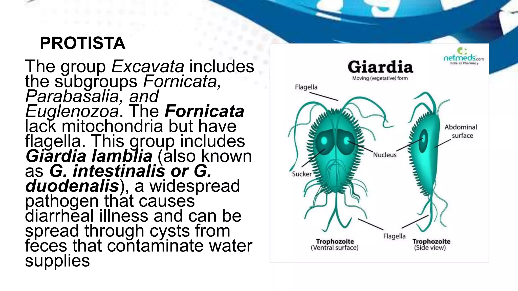 EUKARYOTIC PARASITES.pptx