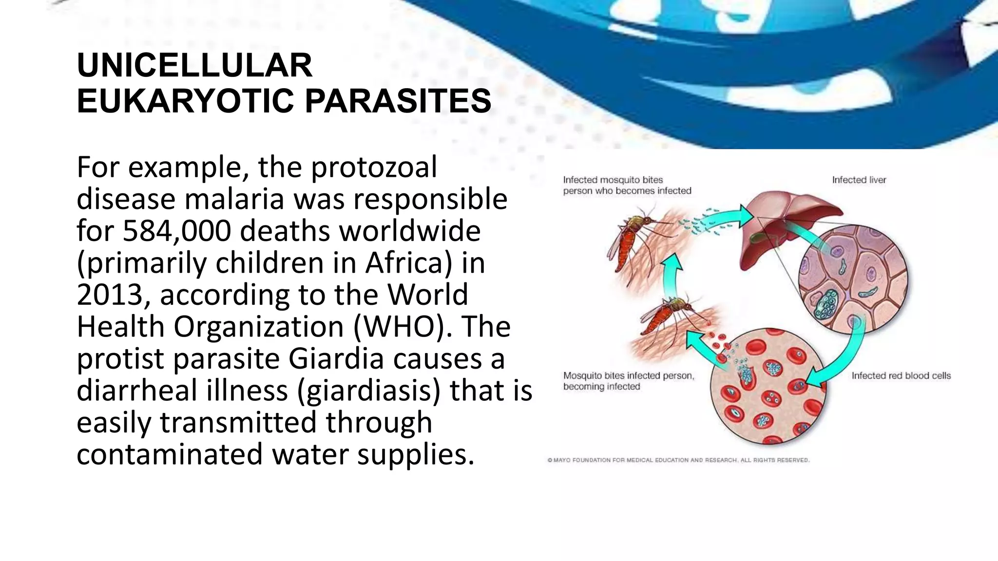 EUKARYOTIC PARASITES.pptx
